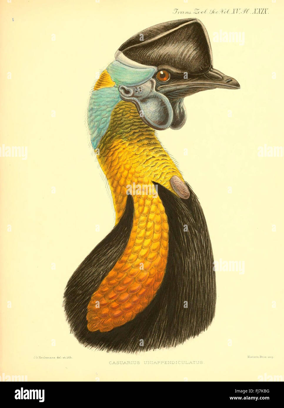 Avian monograph hi-res stock photography and images - Alamy