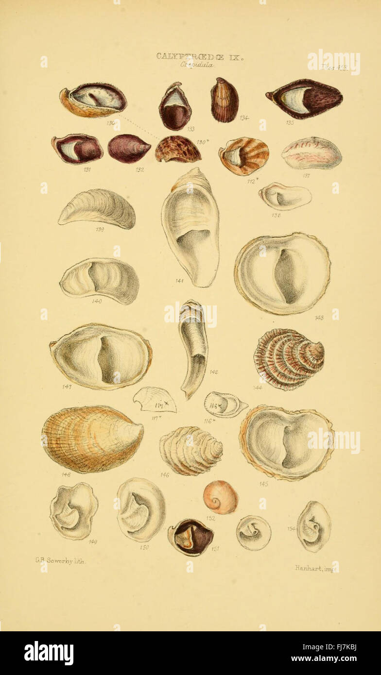 A detailed catalog of mollusk shells, including monographs on various ...