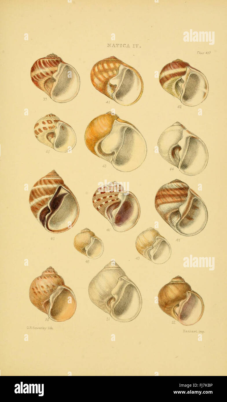An illustration from the 'Thesaurus Conchyliorum', focusing on various ...