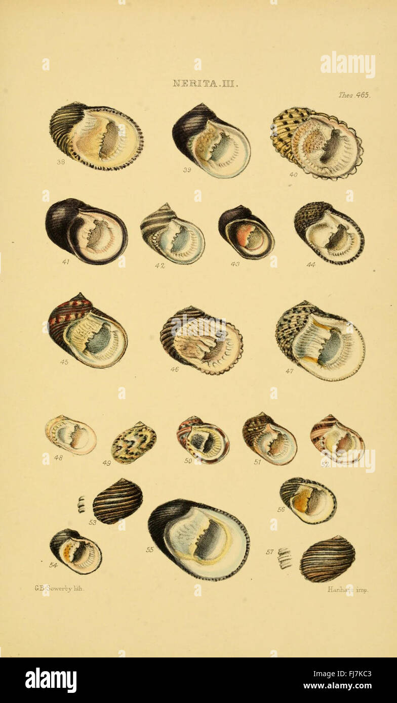 mollusk species, shell identification, marine life, conchology, shell ...