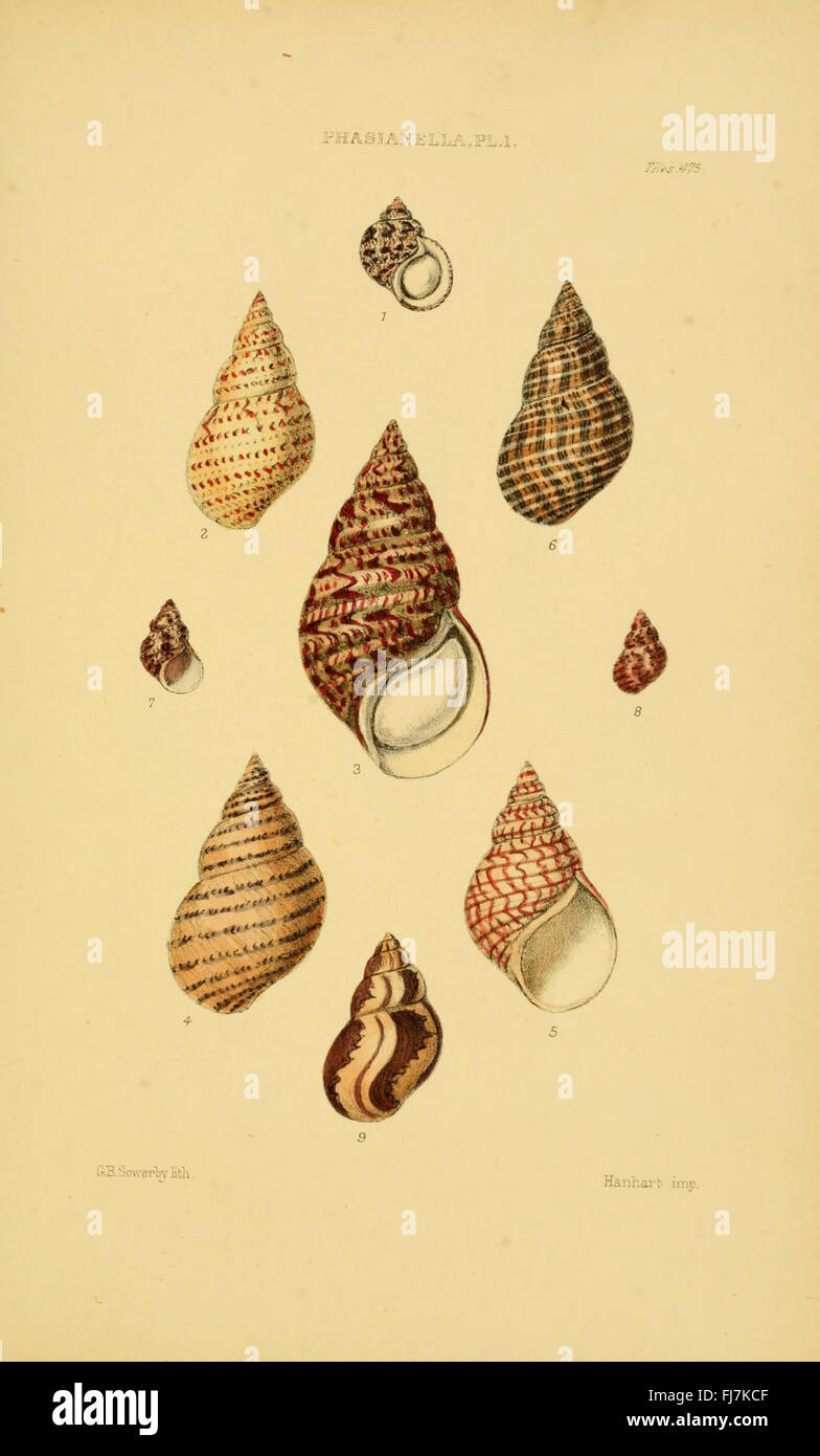 Comprehensive monographs on the classification and description of ...