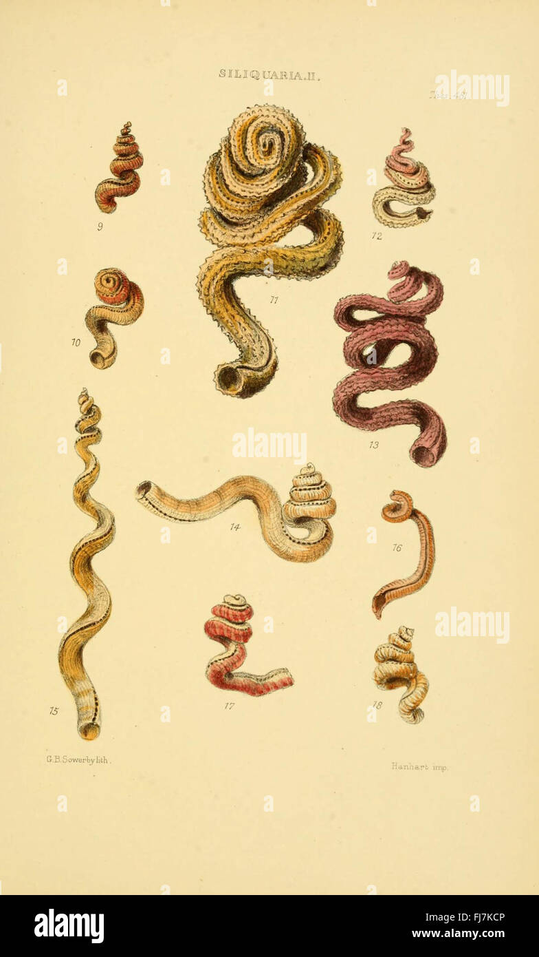 A monographic work on the genera of shells, detailing various mollusk ...
