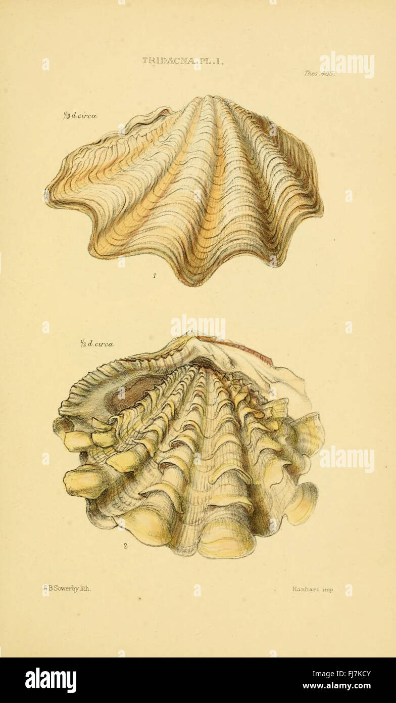 A comprehensive study of shell species, focusing on various genera of ...