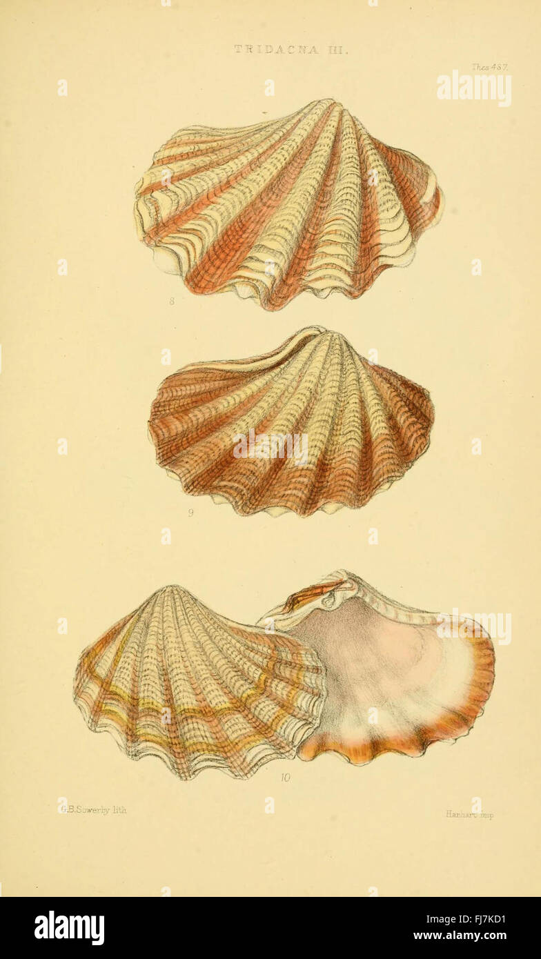 An illustrated work from 'Thesaurus conchyliorum' focusing on shell ...