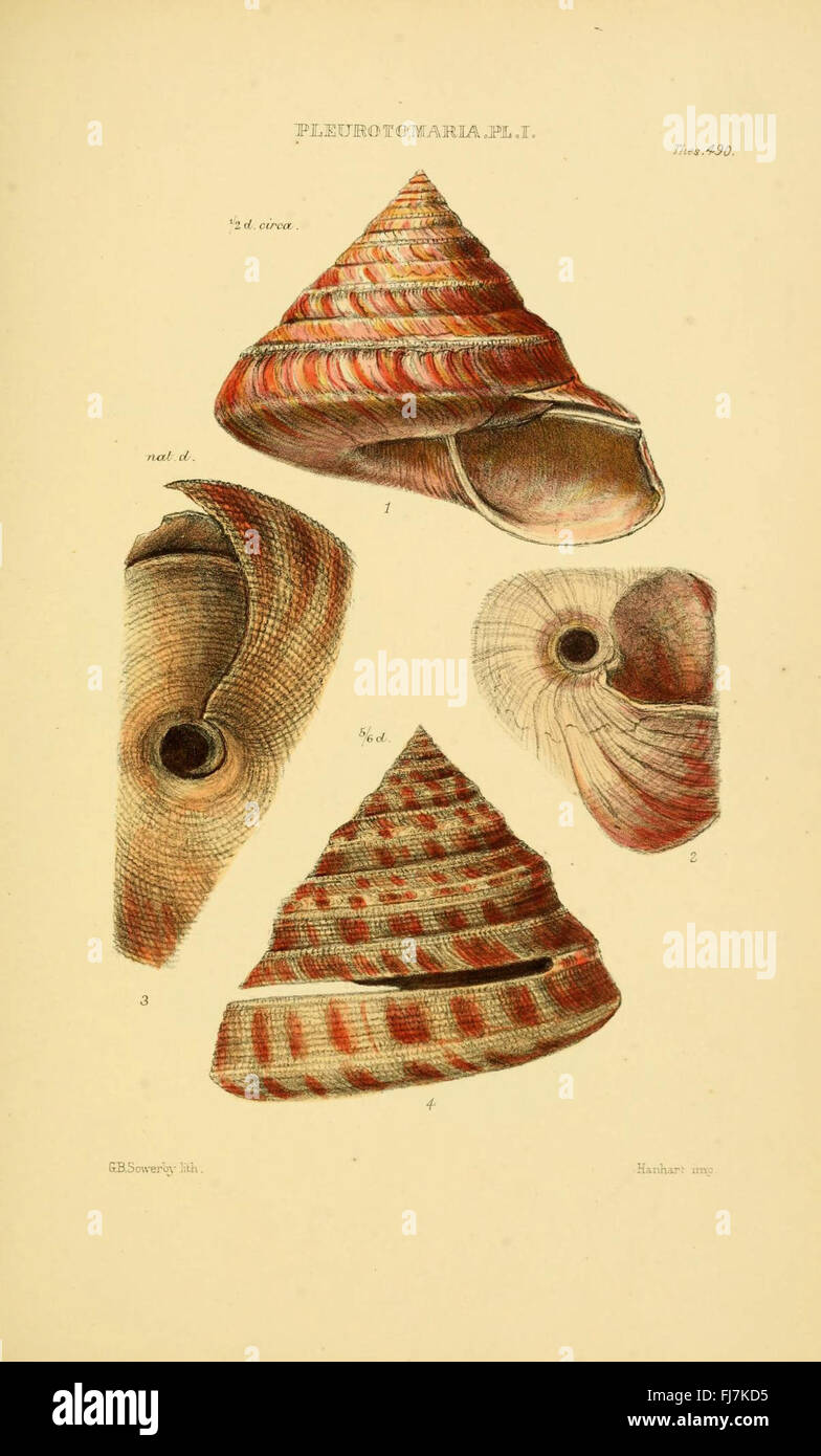 A detailed monograph on the classification of shell genera ...
