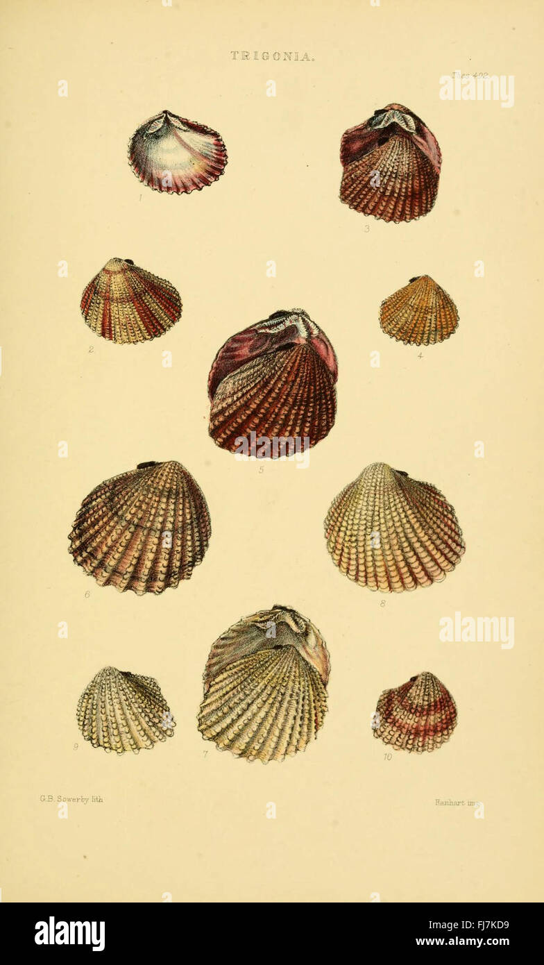 Species conchyliorum hi-res stock photography and images - Alamy