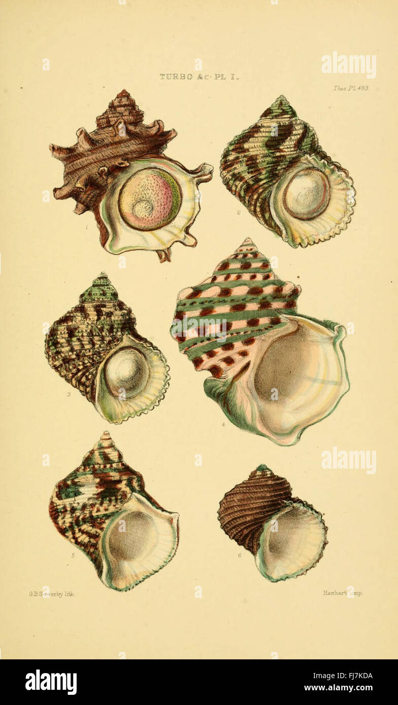 An illustrated monograph of mollusk genera, focusing on shells, and ...