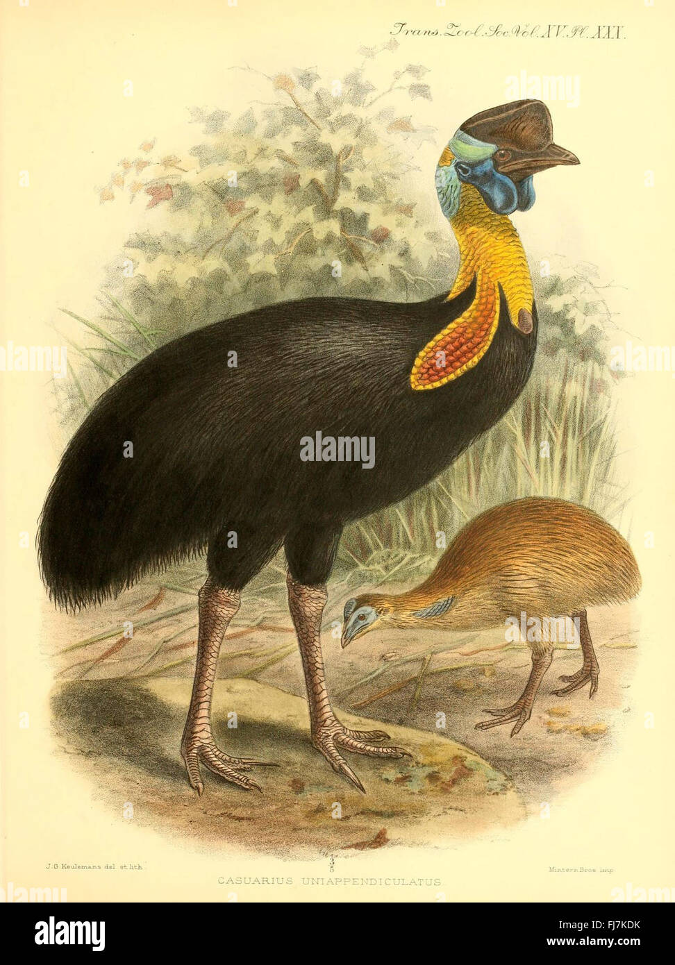A detailed study and illustration of the genus Casuarius, focusing on ...