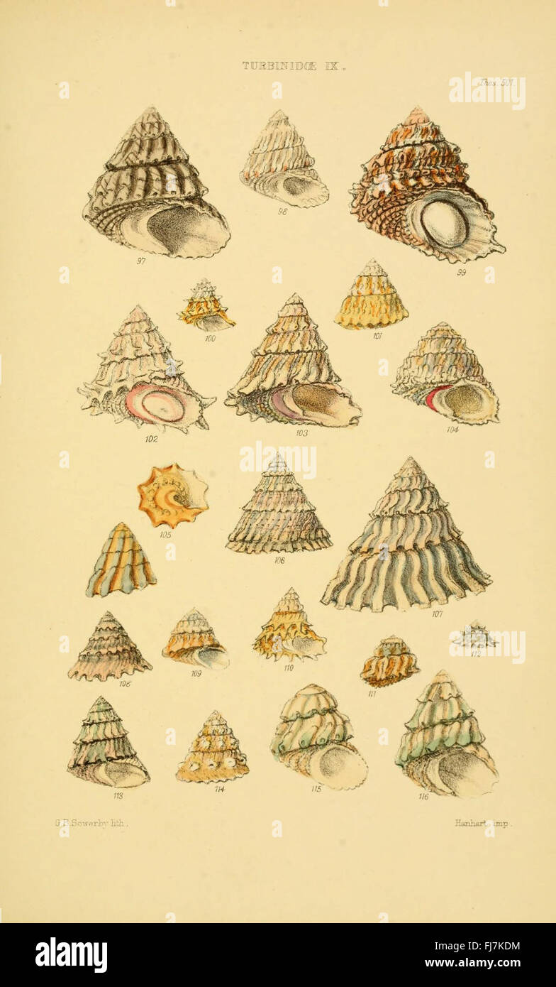 Monographic work documenting various genera of shells, providing ...