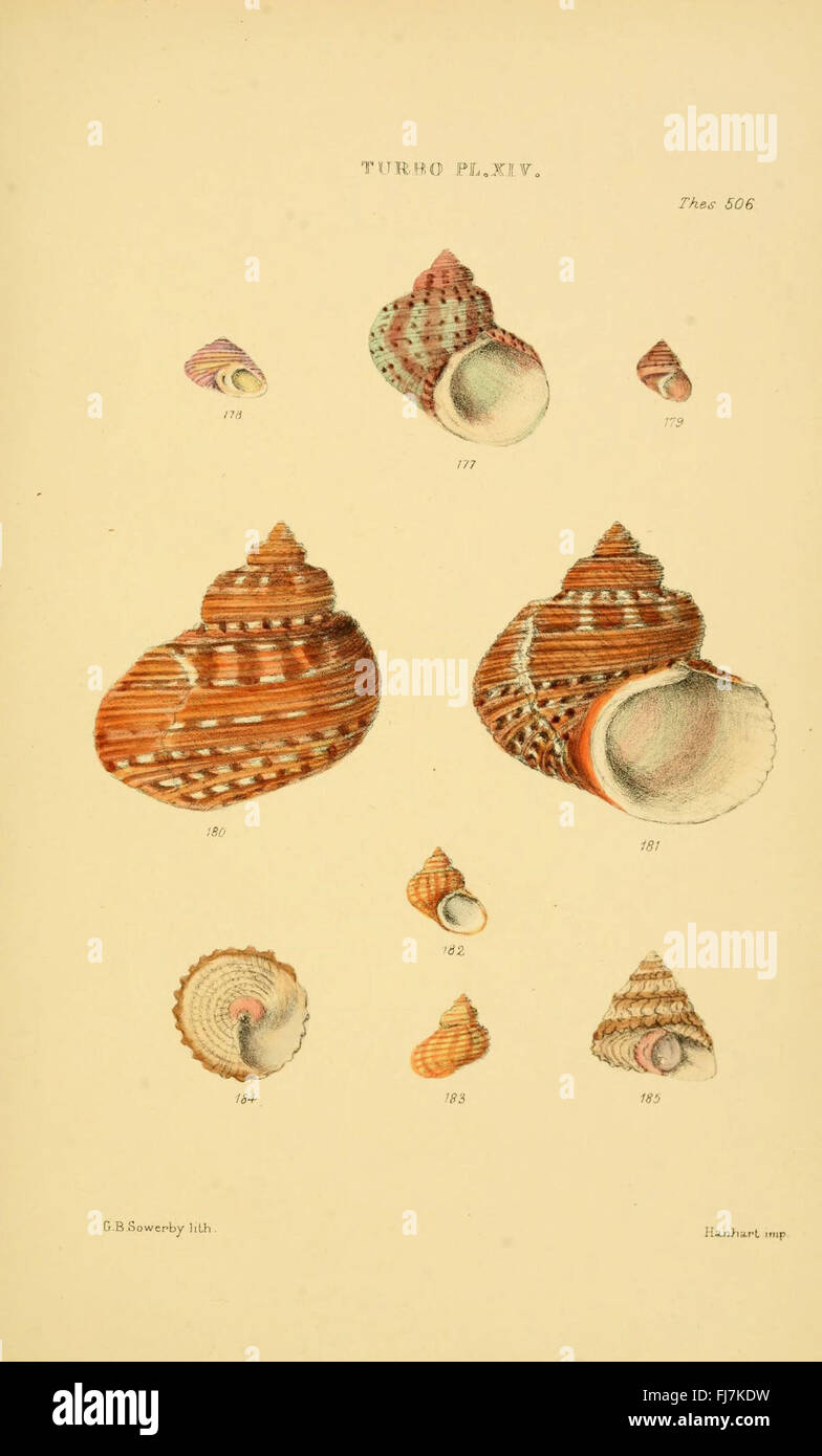 An illustrated monograph of genera within the conchology field ...