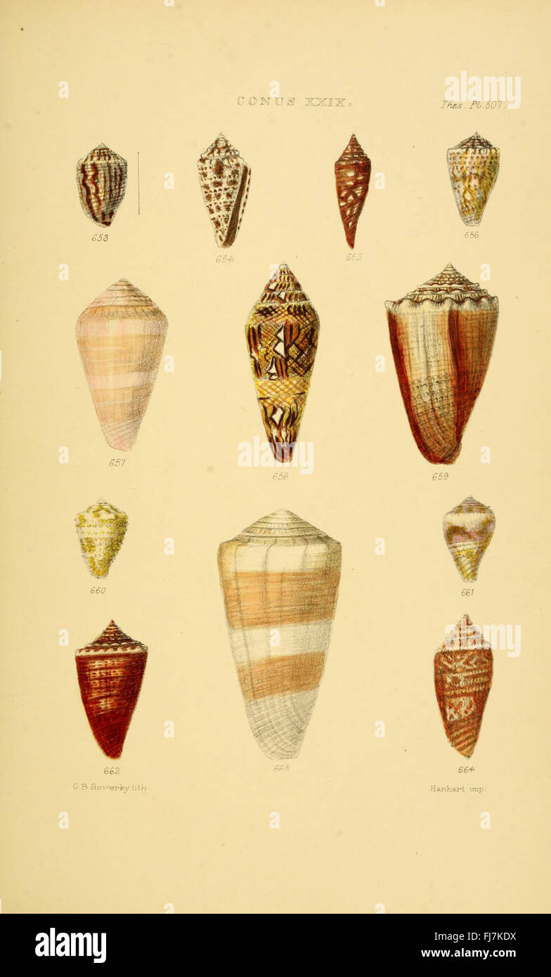 Detailed monograph on various genera of mollusks, with illustrations of ...