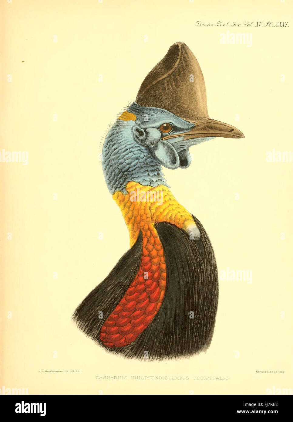 A monograph on the genus Casuarius, focusing on the classification and ...