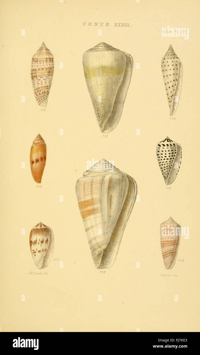 Various mollusk families hi-res stock photography and images - Alamy