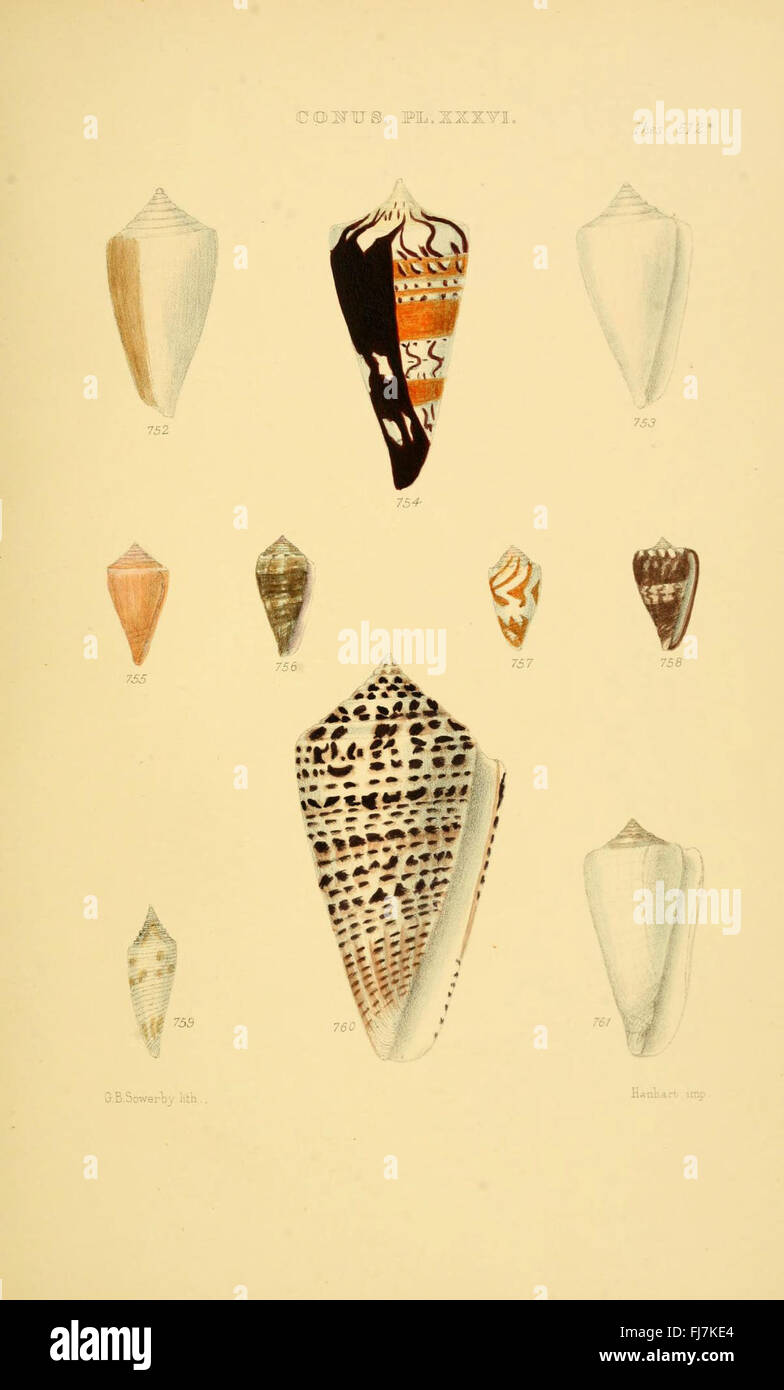 Species classifications hi-res stock photography and images - Alamy