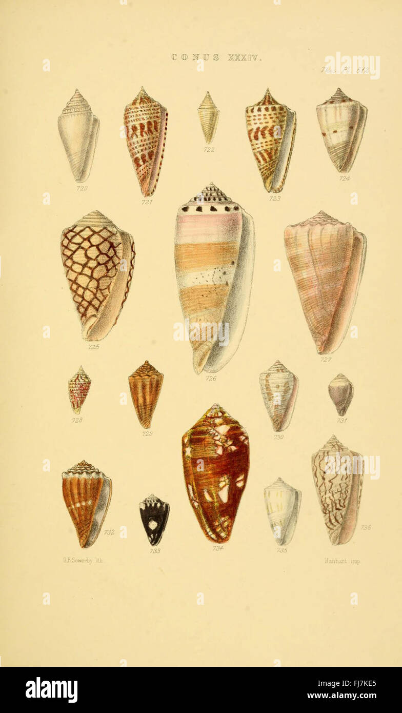 An extensive monograph on the classification of mollusk shells ...