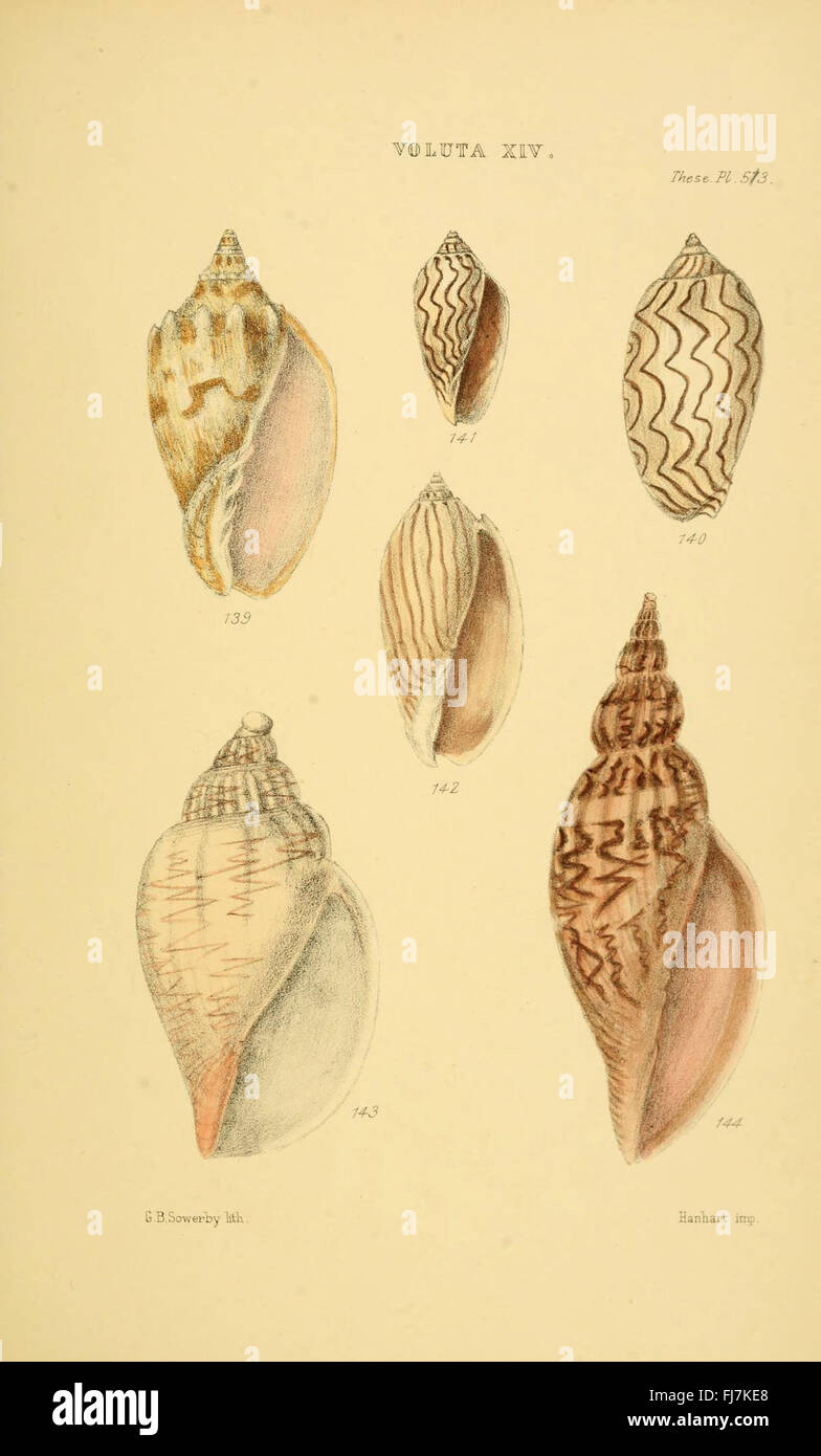 A monographic study of various genera of molluscan shells, focusing on ...