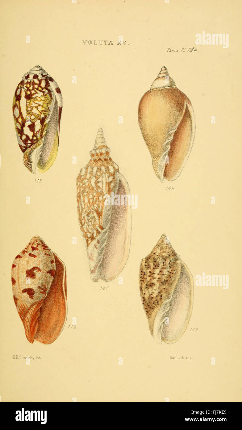 A comprehensive work on shell species, focusing on mollusks, their ...