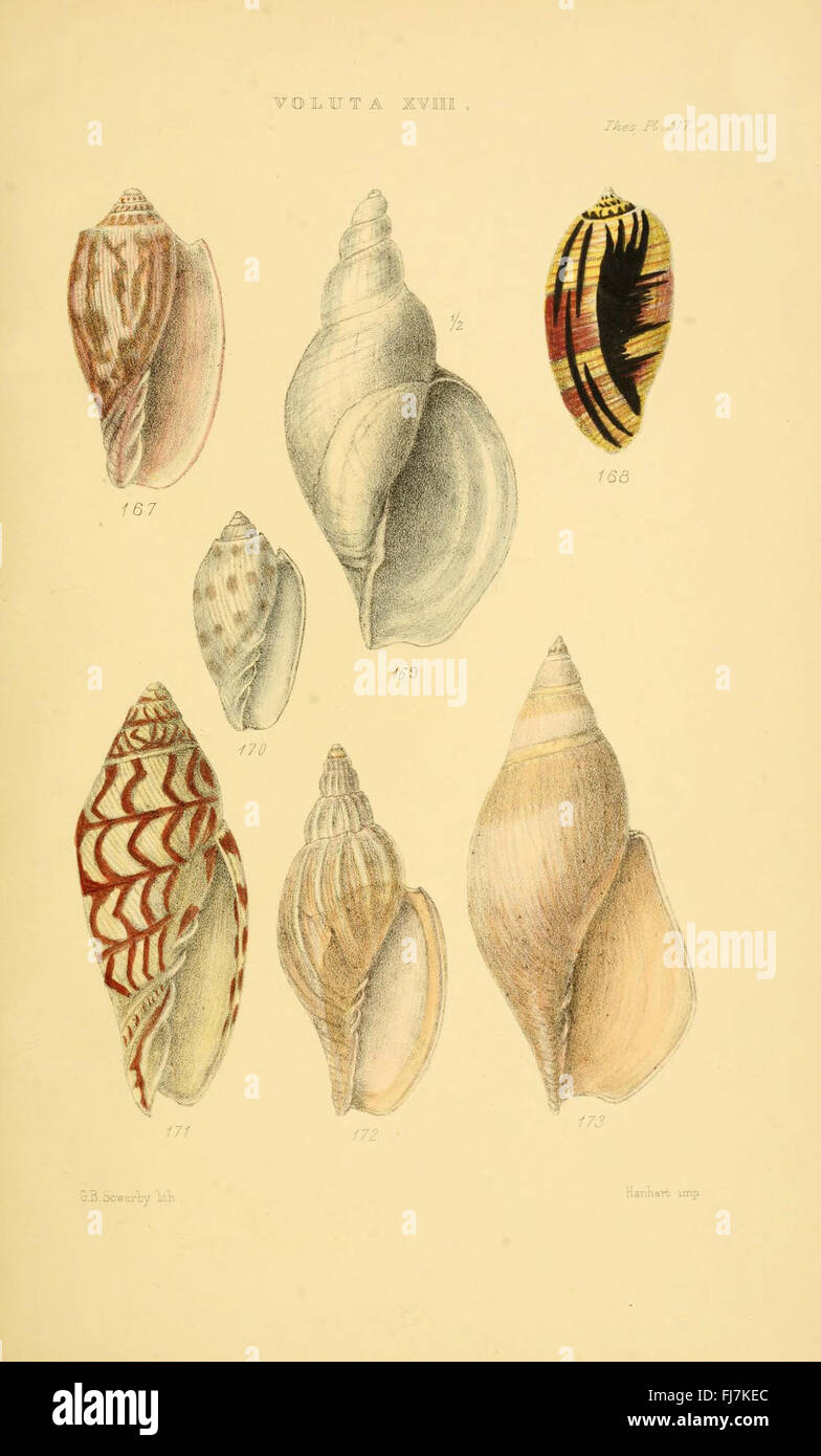 Scientific exploration of shell morphology hi-res stock photography and ...