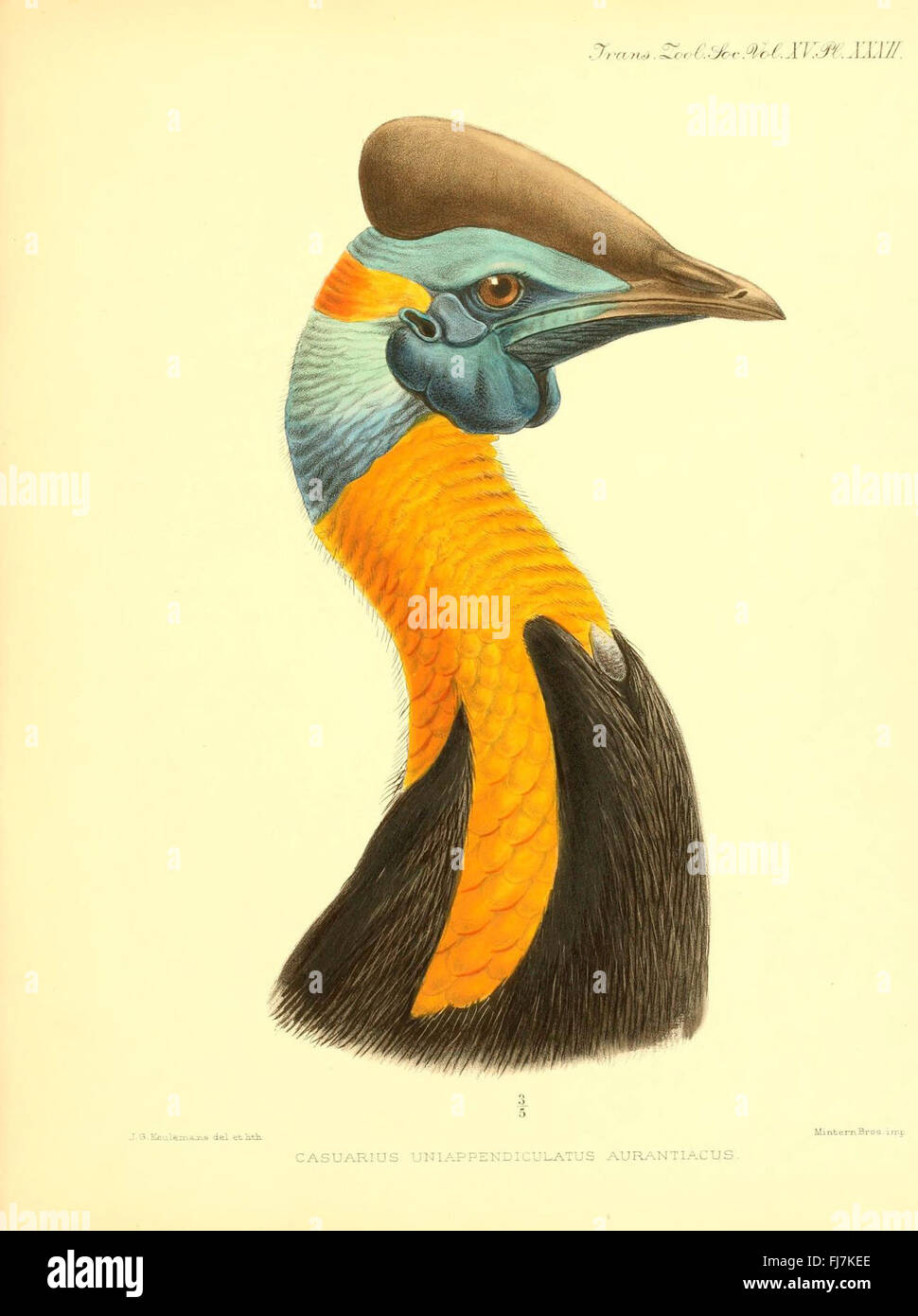 A comprehensive monograph focused on the genus Casuarius, a group of ...