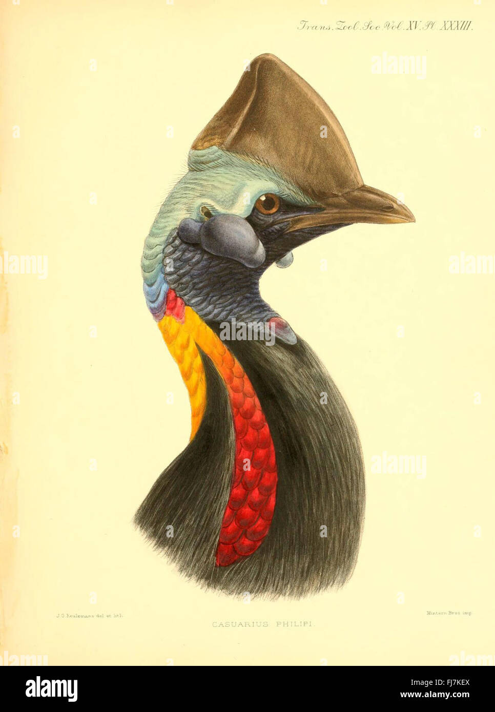 A Monograph of the Genus Casuarius (Pl. XXXIII), focusing on ...