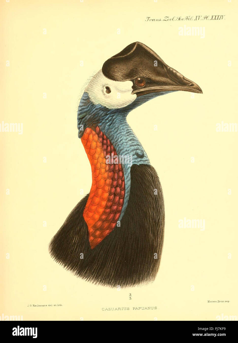 Scientific study of avian anatomy hi-res stock photography and images ...