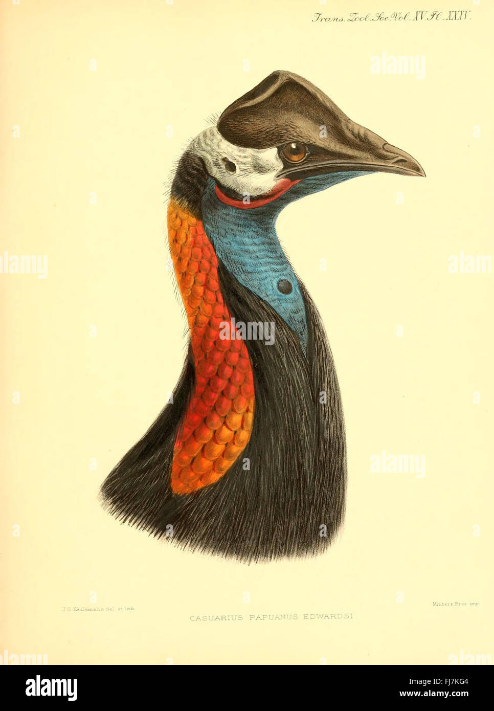 A detailed monograph on the cassowary genus, a group of large ...