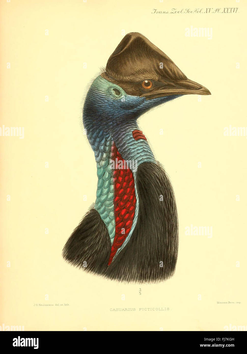 Monograph on the Genus Casuarius, Detailed Study of Cassowary Birds ...