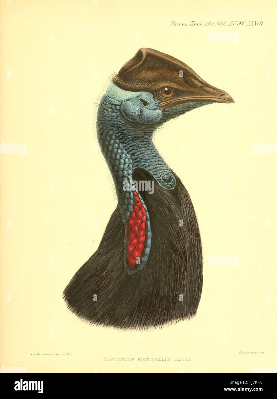 A monograph on the genus Casuarius, focusing on cassowaries and their ...