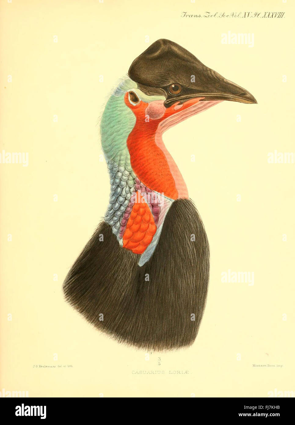 A detailed monograph focusing on the genus *Casuarius* (cassowaries ...