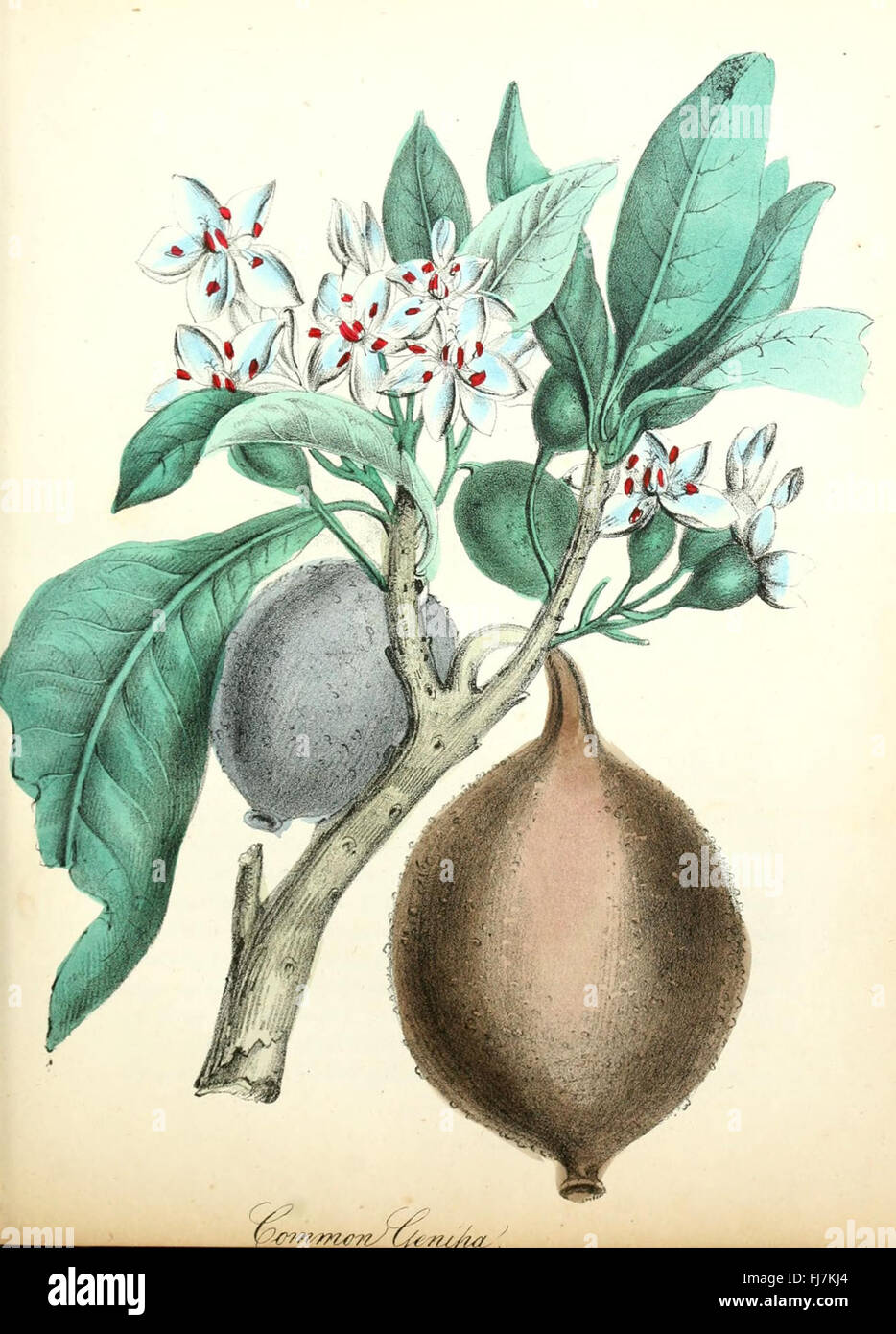 An illustration from 'The American Flora,' depicting native medicinal ...