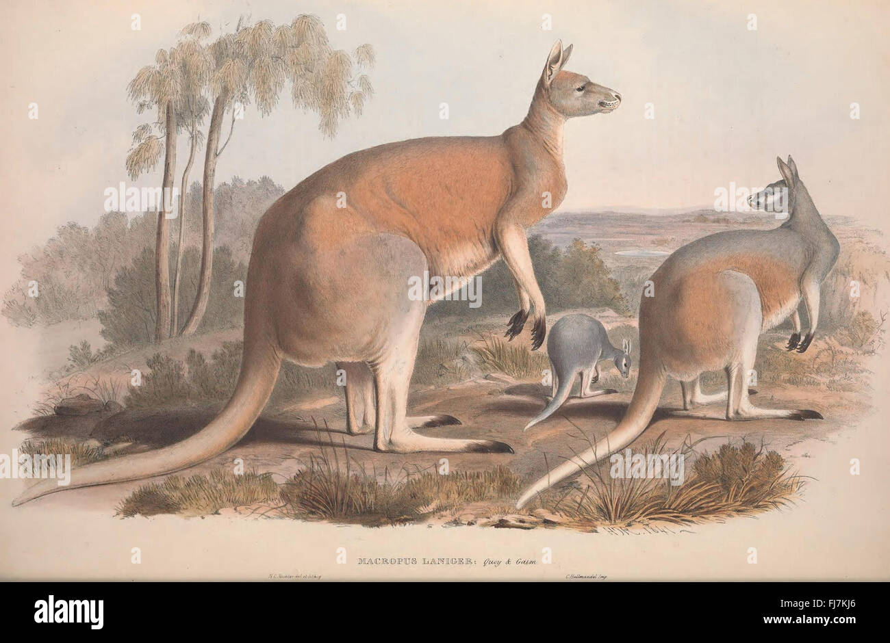 A monograph of the Macropodidae, or family of kangaroos Stock Photo - Alamy