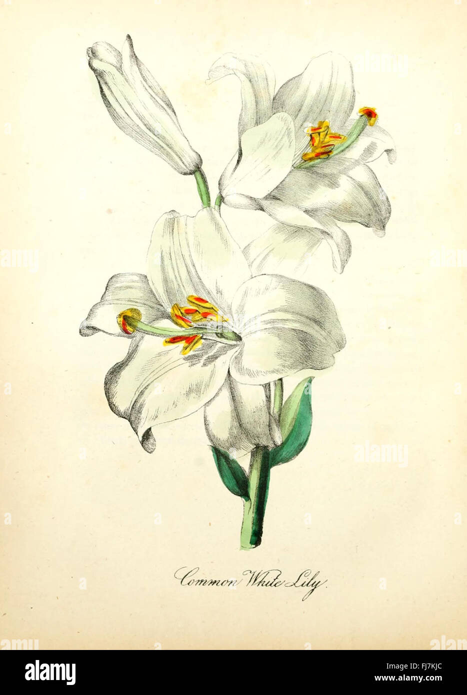 The American Flora (Plate 25), an illustrated botanical study of ...