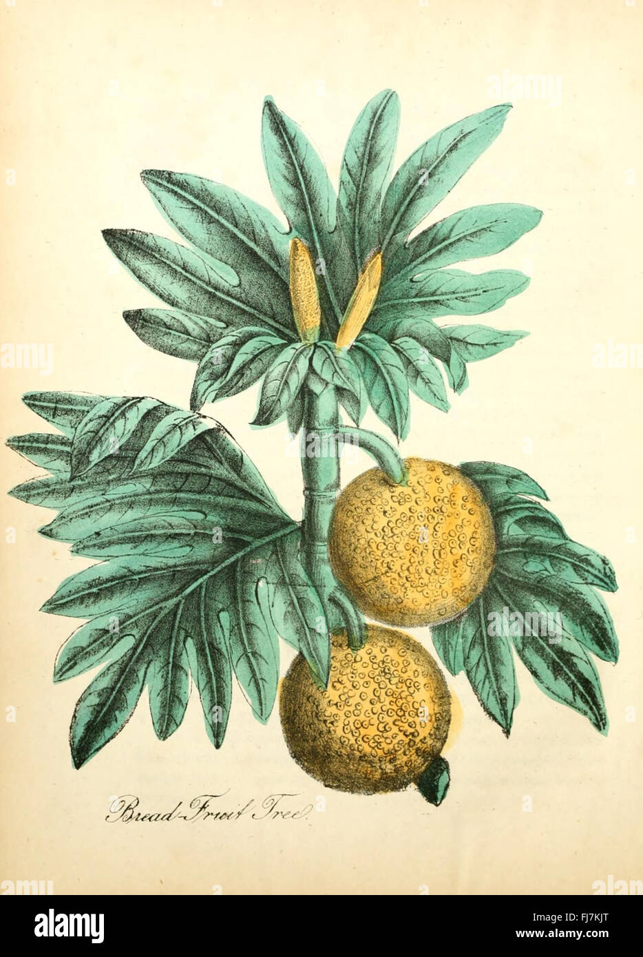 An illustrated guide to American flora, focusing on medicinal plants ...