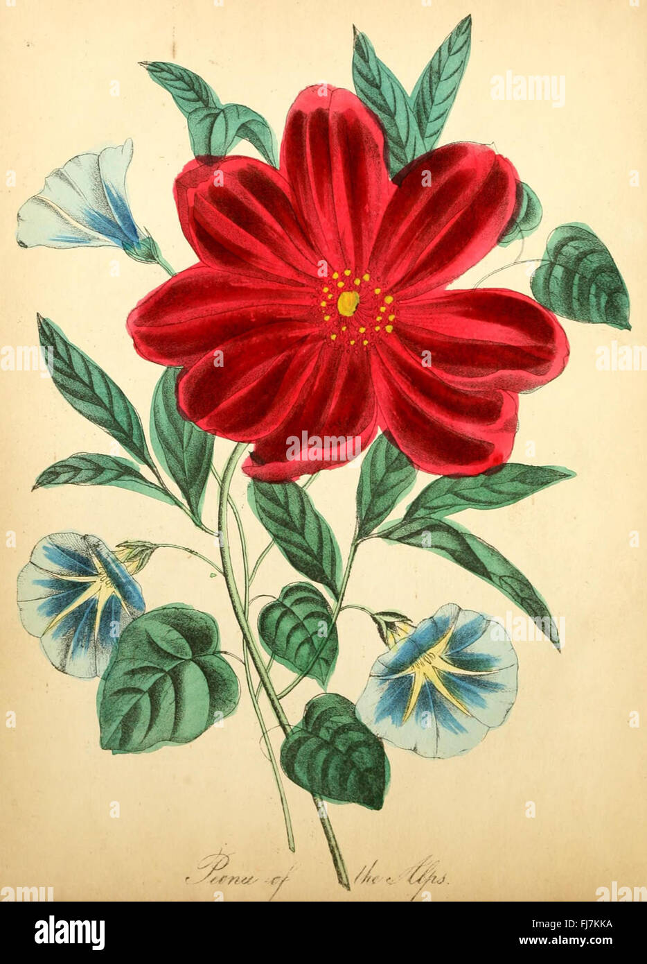 Illustration of North American medicinal and wild plants from an early ...