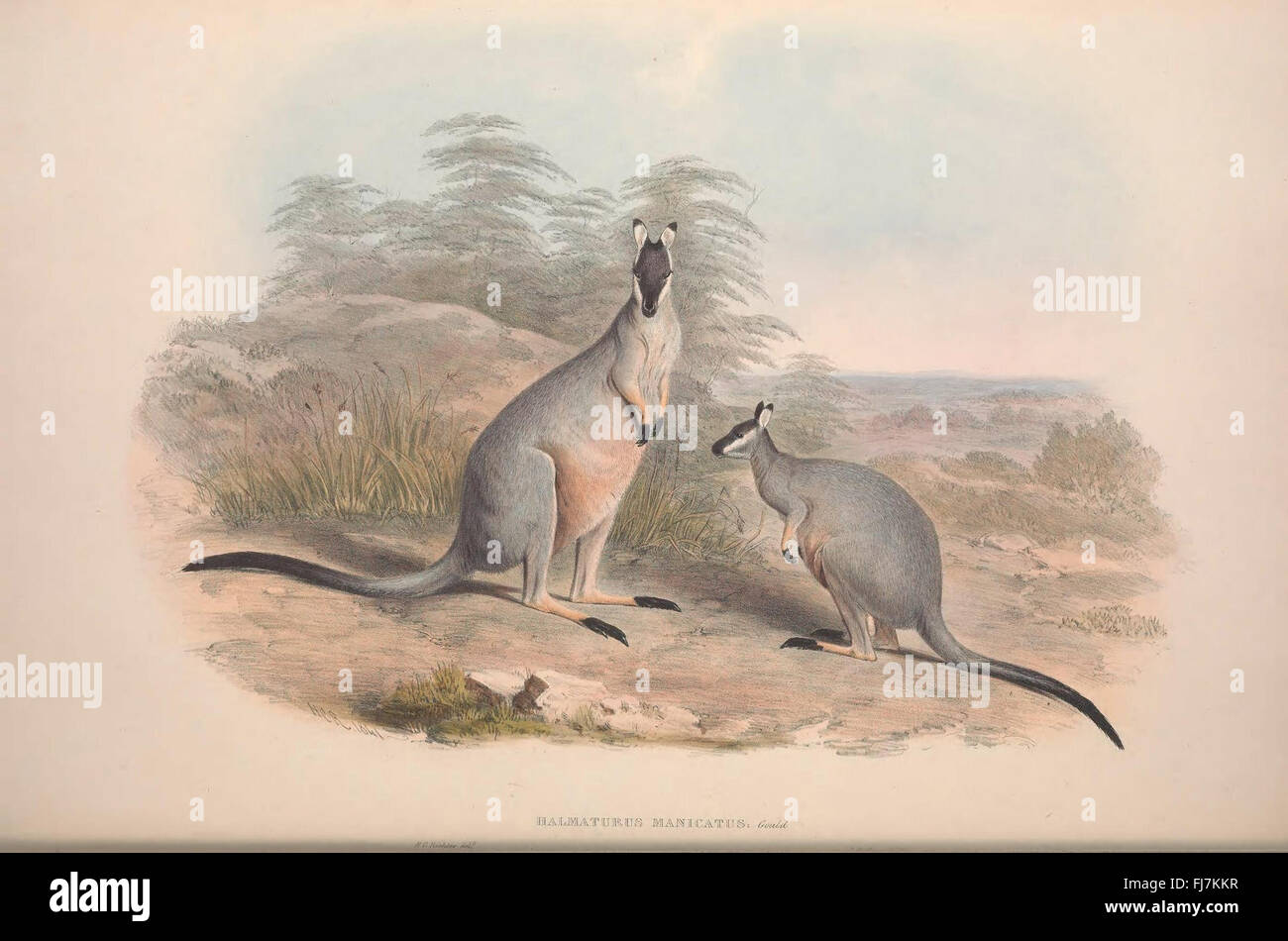 A monograph of the Macropodidae, or family of kangaroos, Kangaroos ...