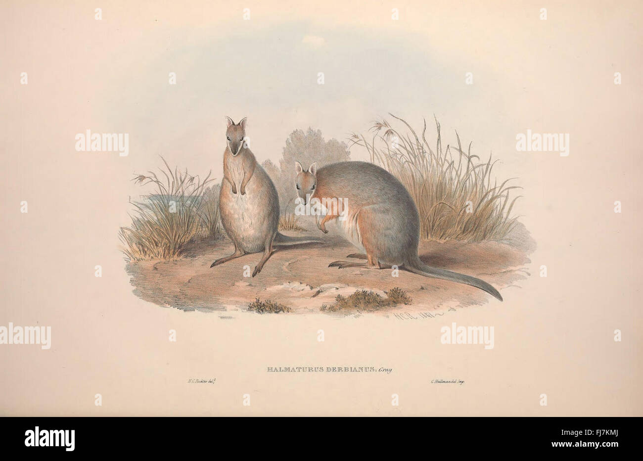 A monograph of the Macropodidae, or family of kangaroos Stock Photo - Alamy