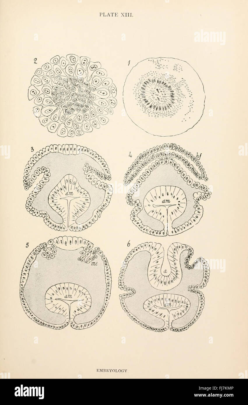 An anatomical and physiological study of the blow-fly species ...