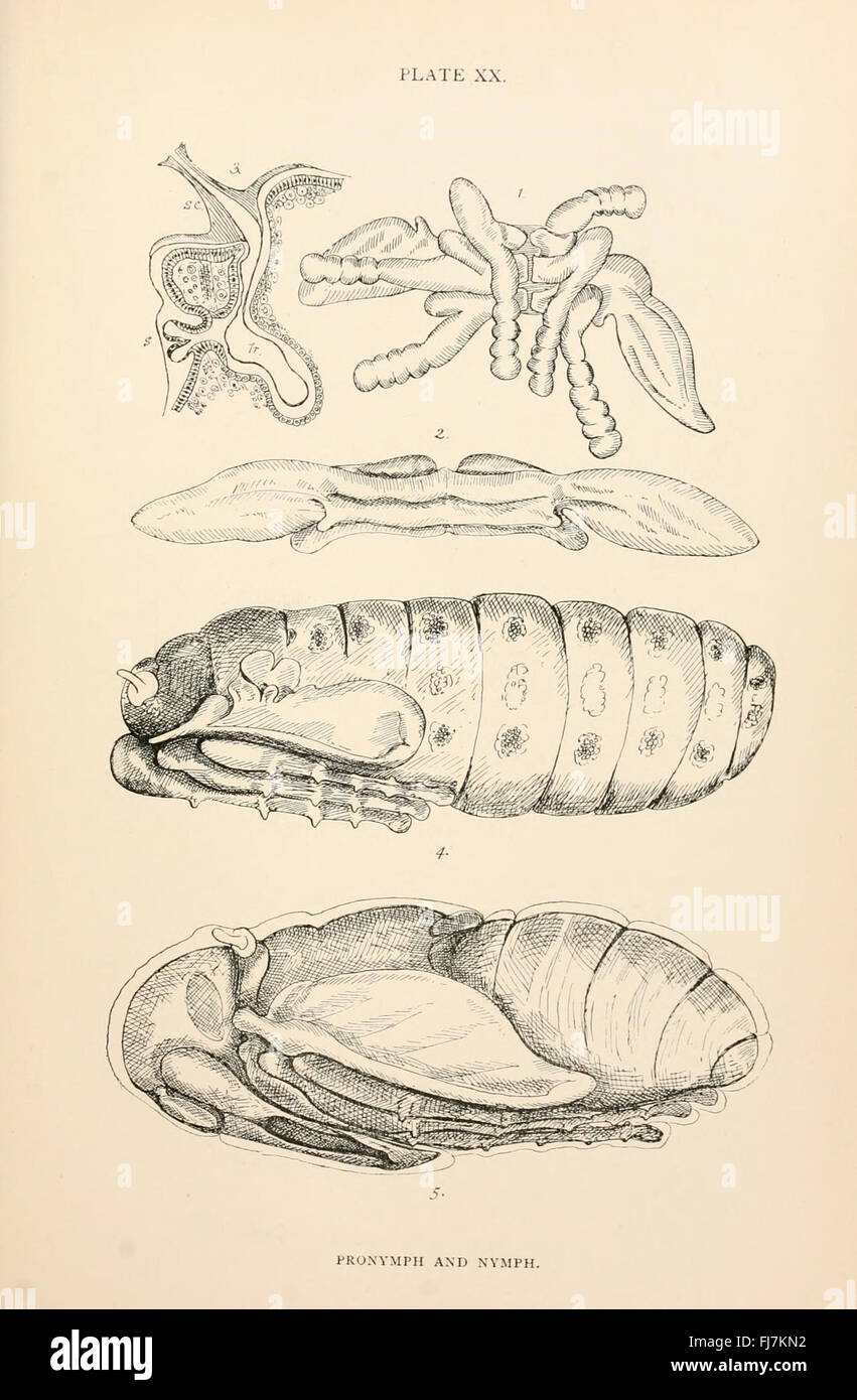 An academic study on the life cycle and biology of the blow-fly species ...