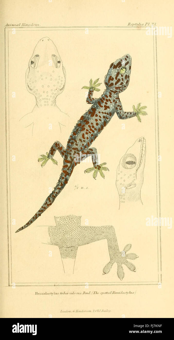 Animal classification, zoology, animal kingdom, taxonomy, species ...