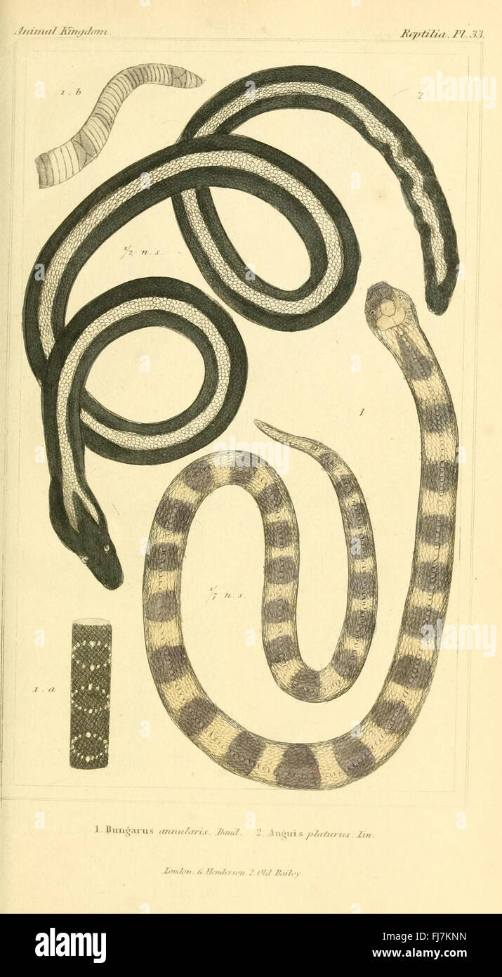 The animal kingdom, arranged according to its organization, serving as ...