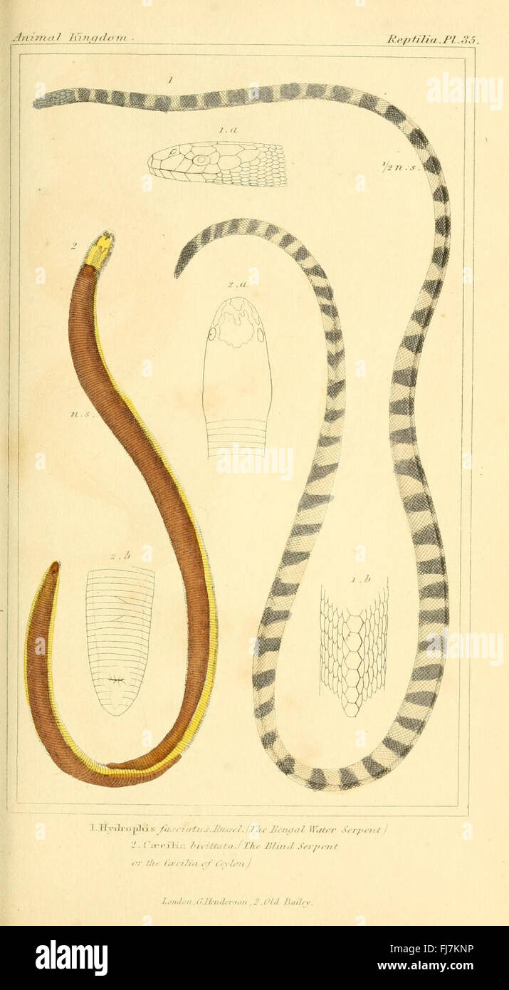 The animal kingdom, arranged according to its organization, serving as ...