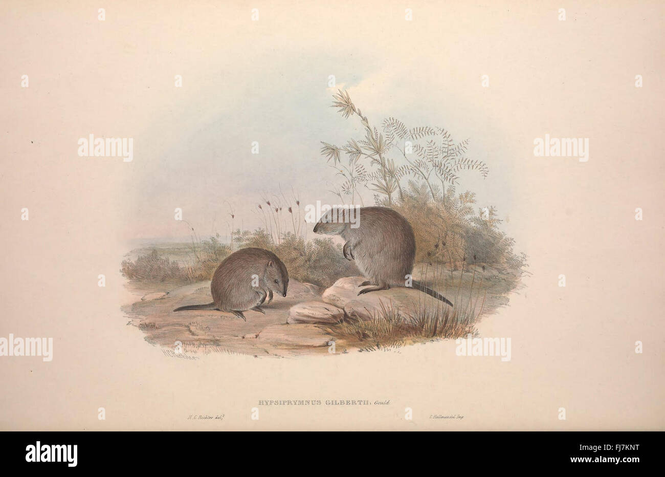 A monograph of the Macropodidae, or family of kangaroos ,Kangaroos ...