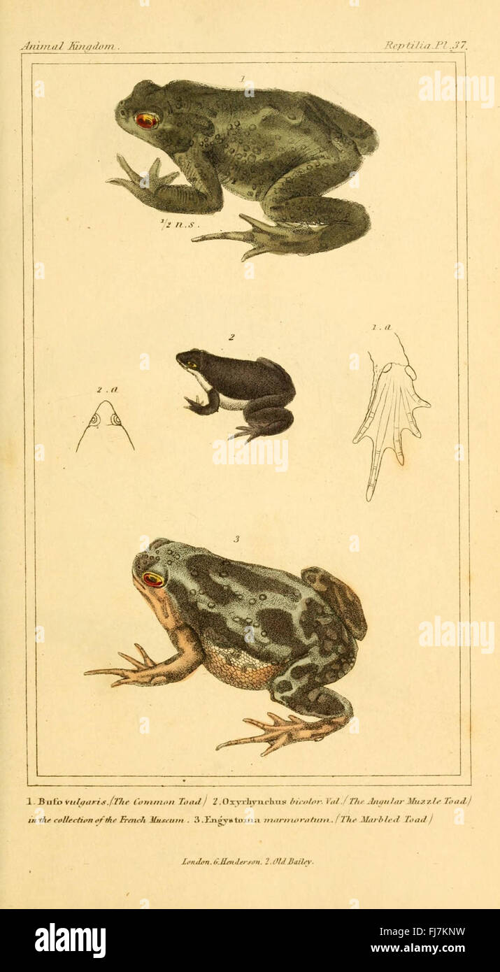 A foundational work in zoology, detailing the classification of animals ...