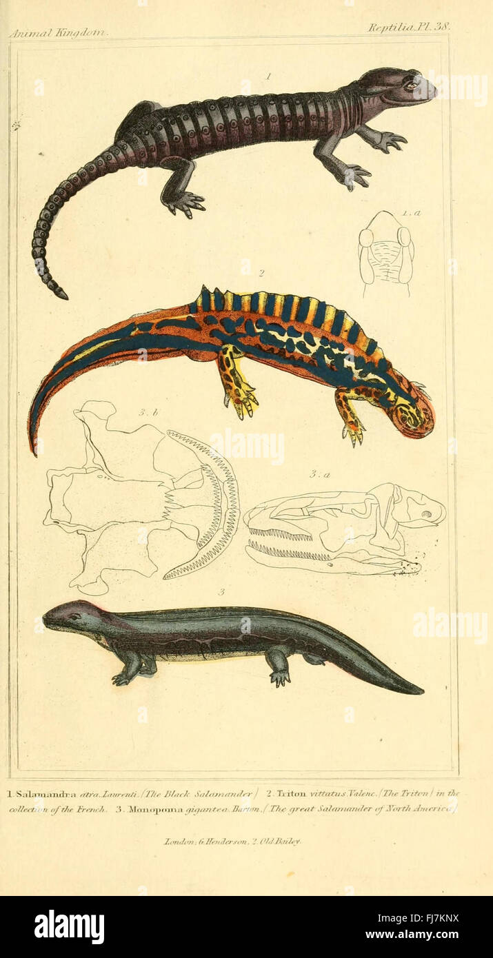 A foundational work on animal classification and taxonomy, focusing on ...