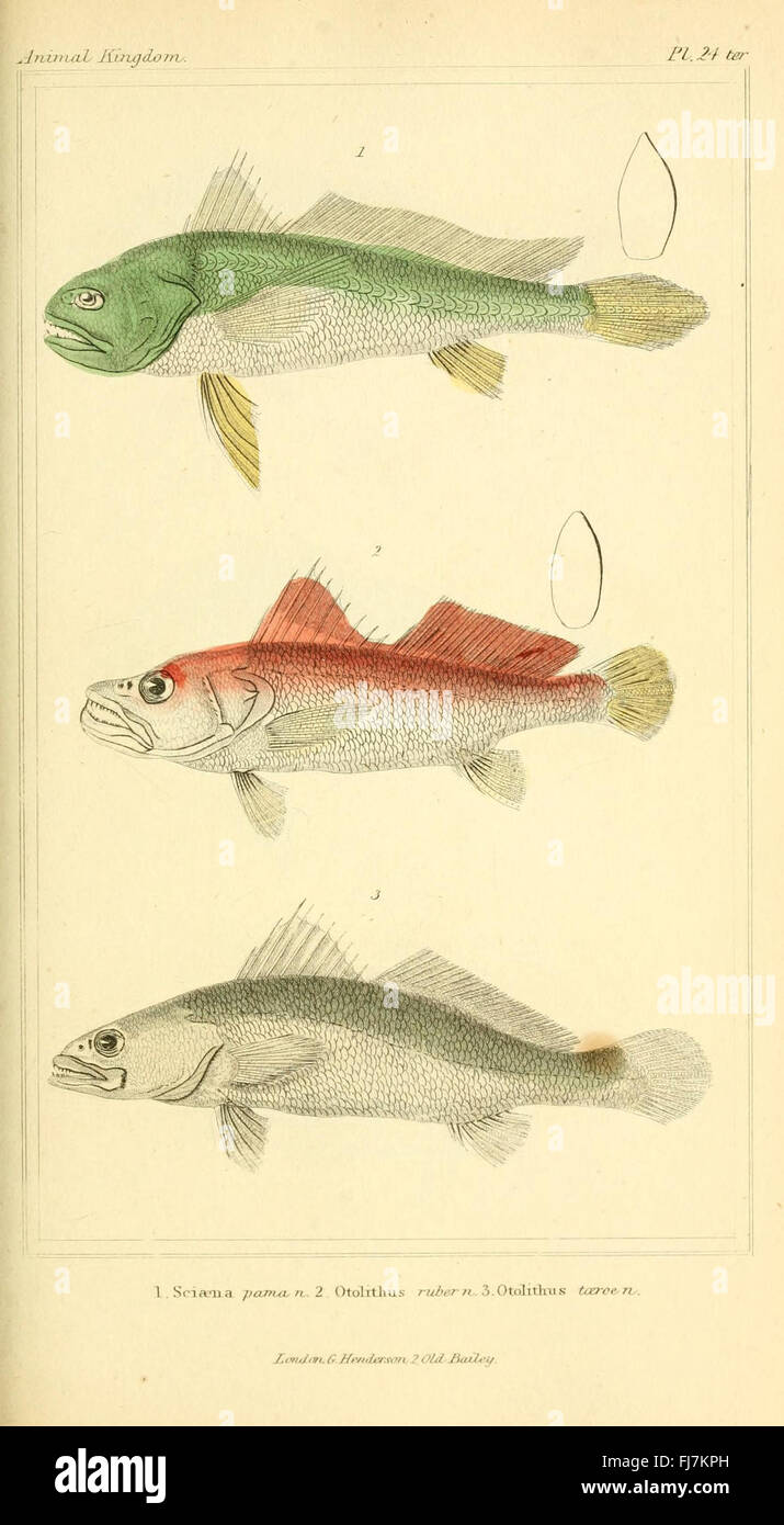 The Animal Kingdom, a zoological classification work detailing the ...