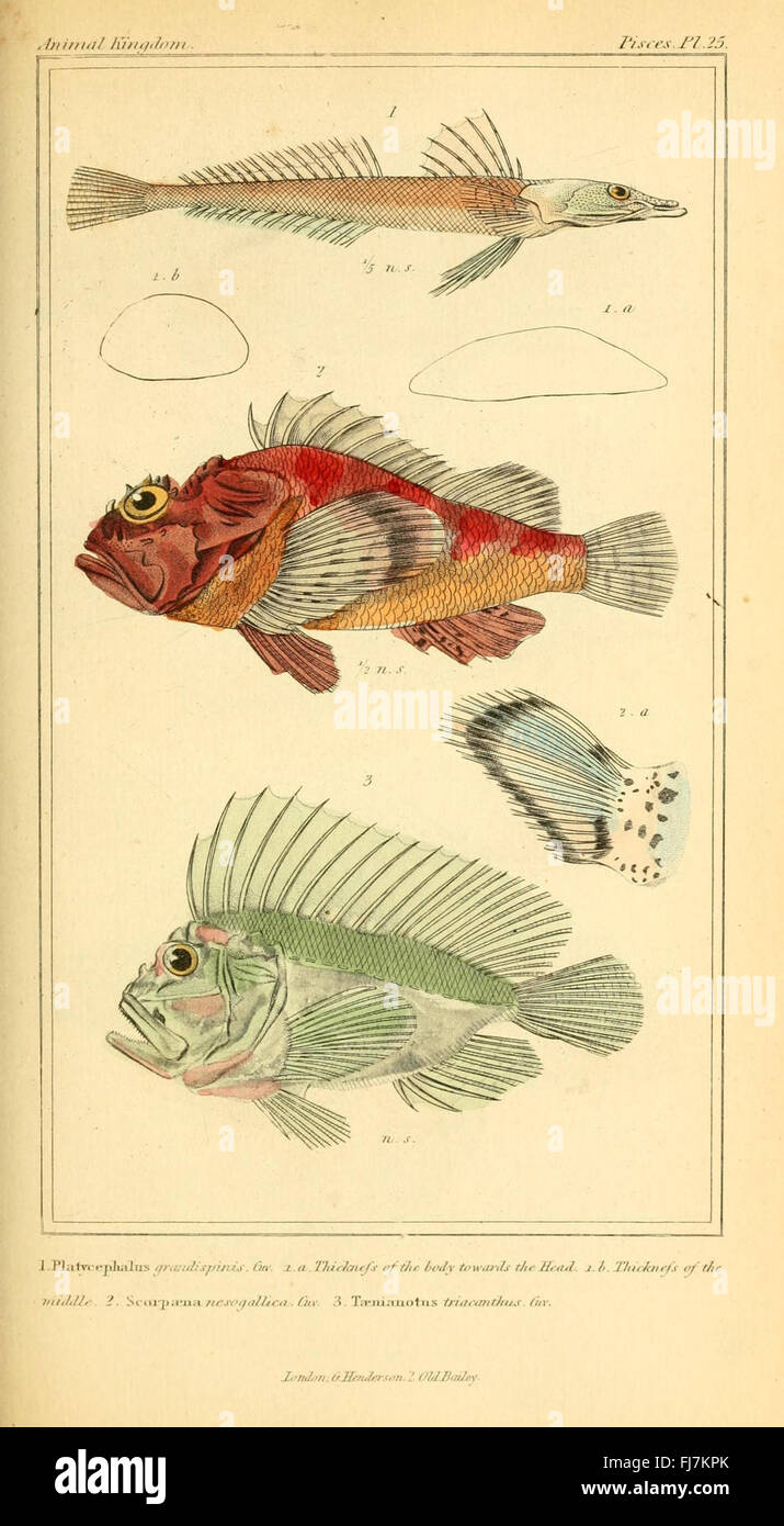 A foundational text on animal classification and natural history ...