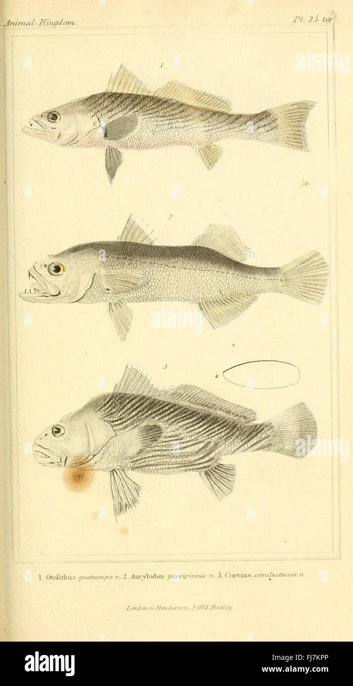 The Animal Kingdom, Arranged According to Its Organization, Serving as ...