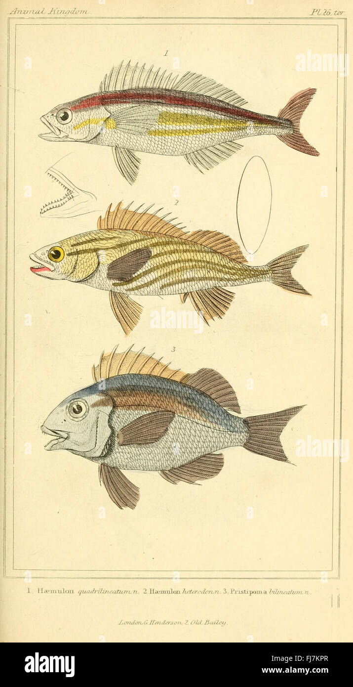 A comprehensive zoological work on the classification and organization ...