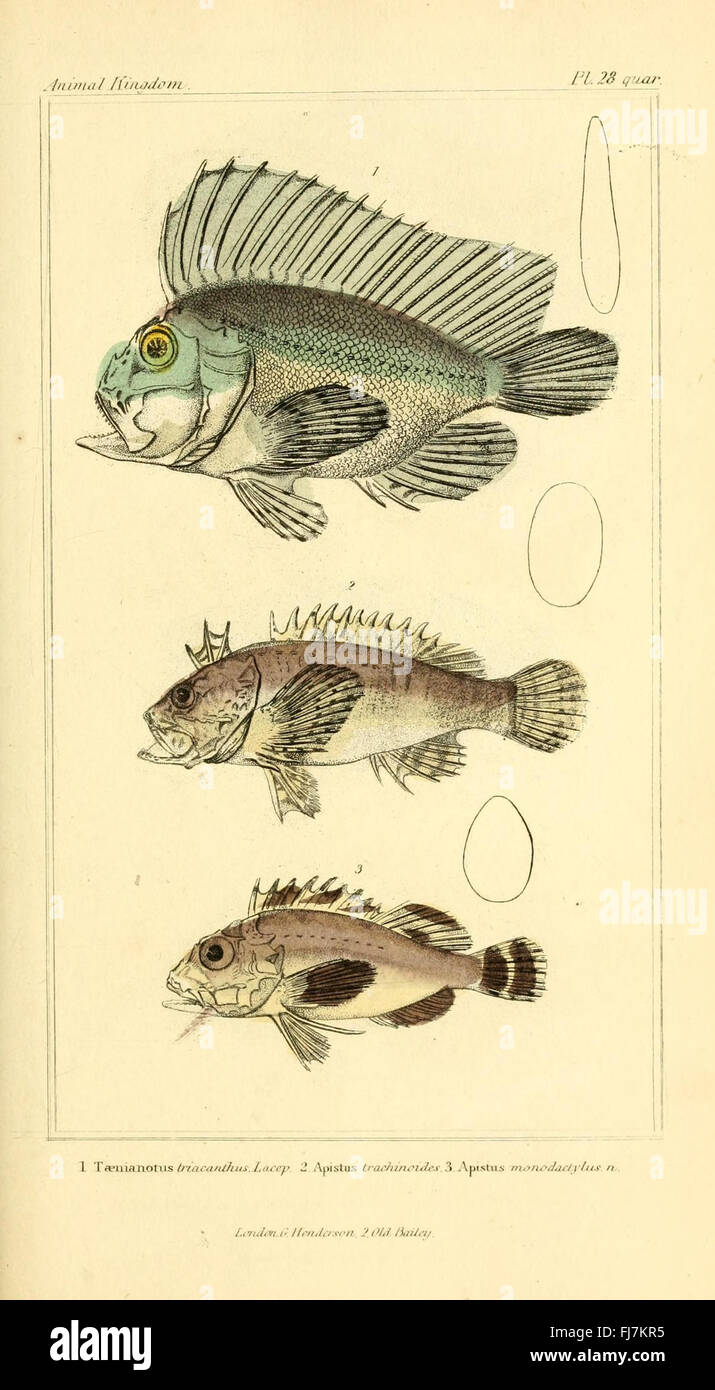 The Animal Kingdom, organized by its classification, a foundation for ...