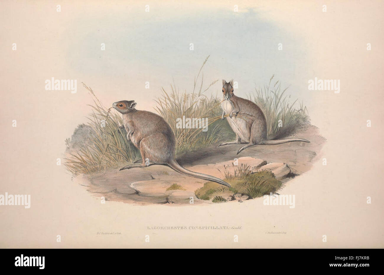 A detailed study of kangaroos and their relatives, covering the species ...